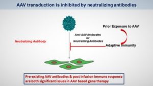 AAV Antibody Assay - CSCR NAHD